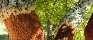 12 facts about cork trees - Ganau America